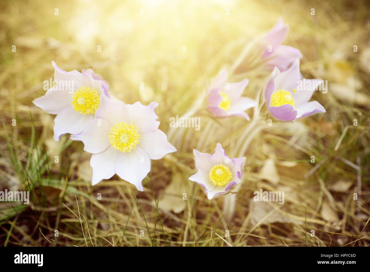 Pasque-flower growing in nature on sunset, macro spring floral ...