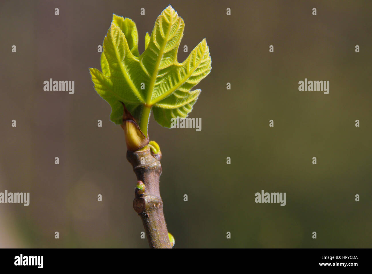 Opening leaves hi-res stock photography and images - Alamy