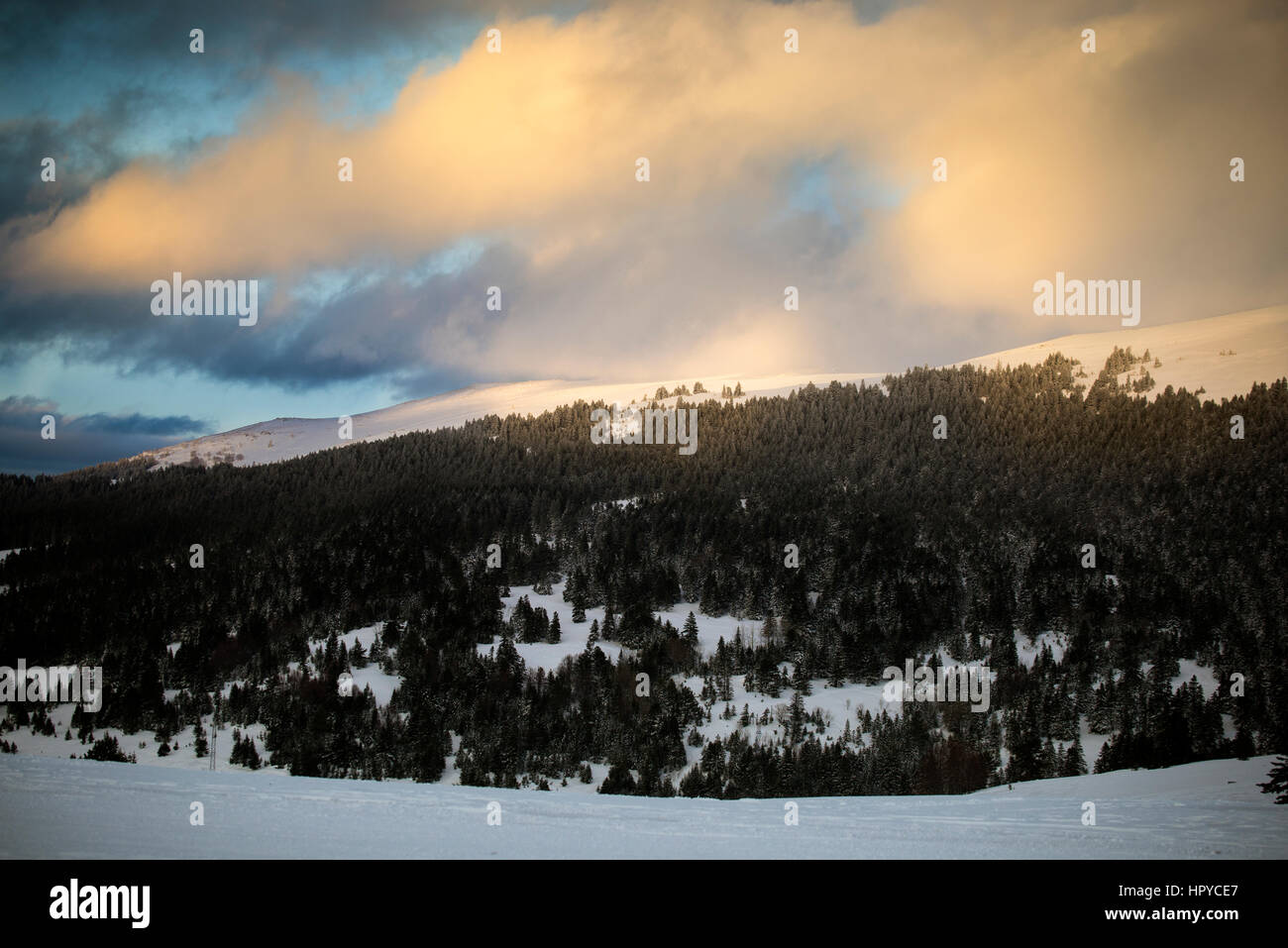 Snow, cloudy sky and pine trees landscape Stock Photo - Alamy