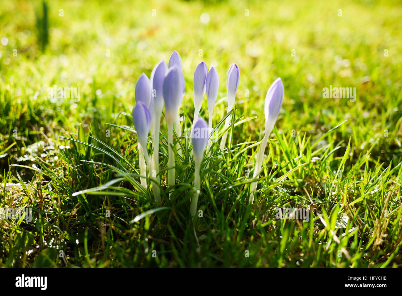 Beautiful purple spring flowers hi-res stock photography and images - Alamy