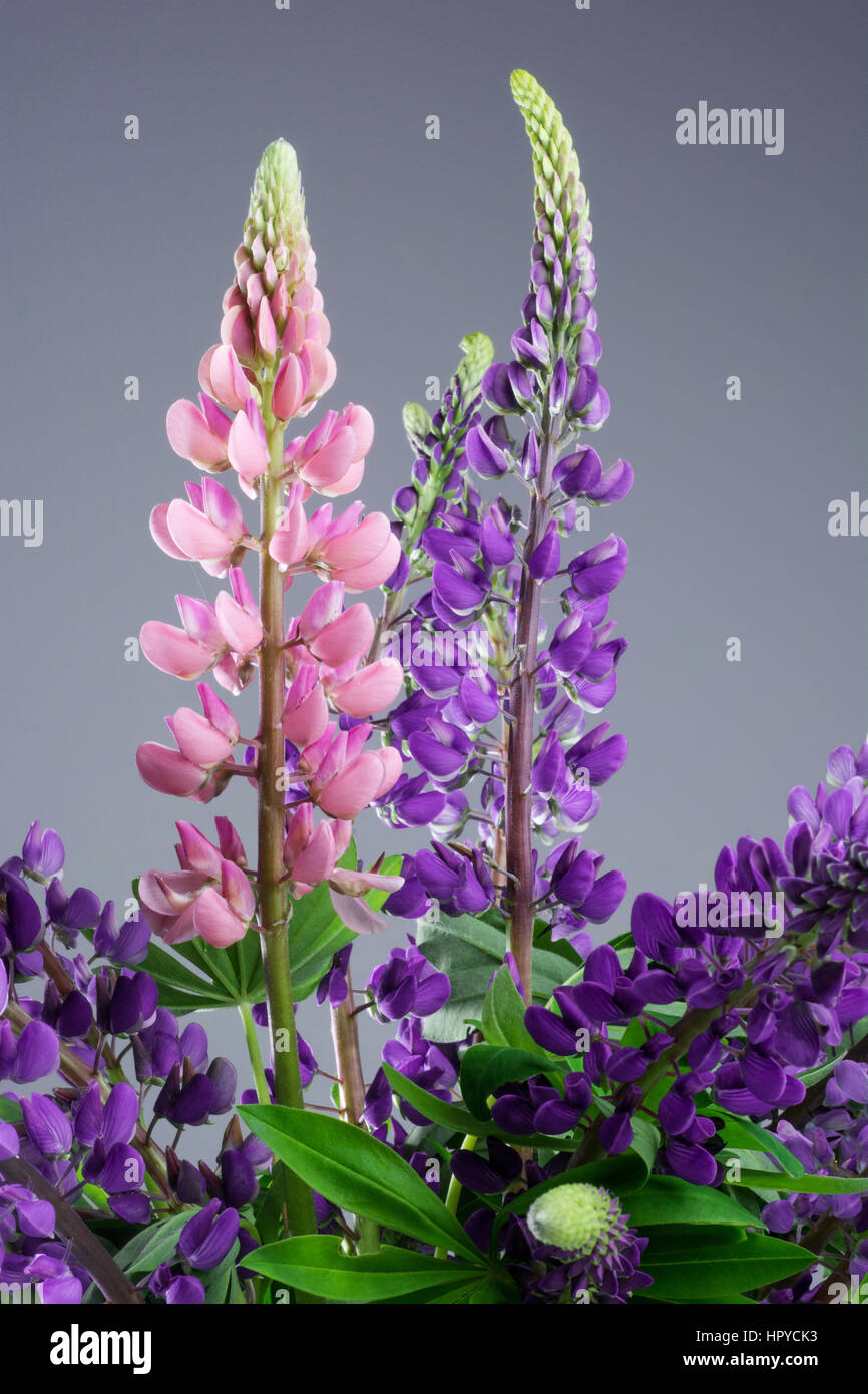 Beautiful spring flowers bouquet close up Stock Photo - Alamy