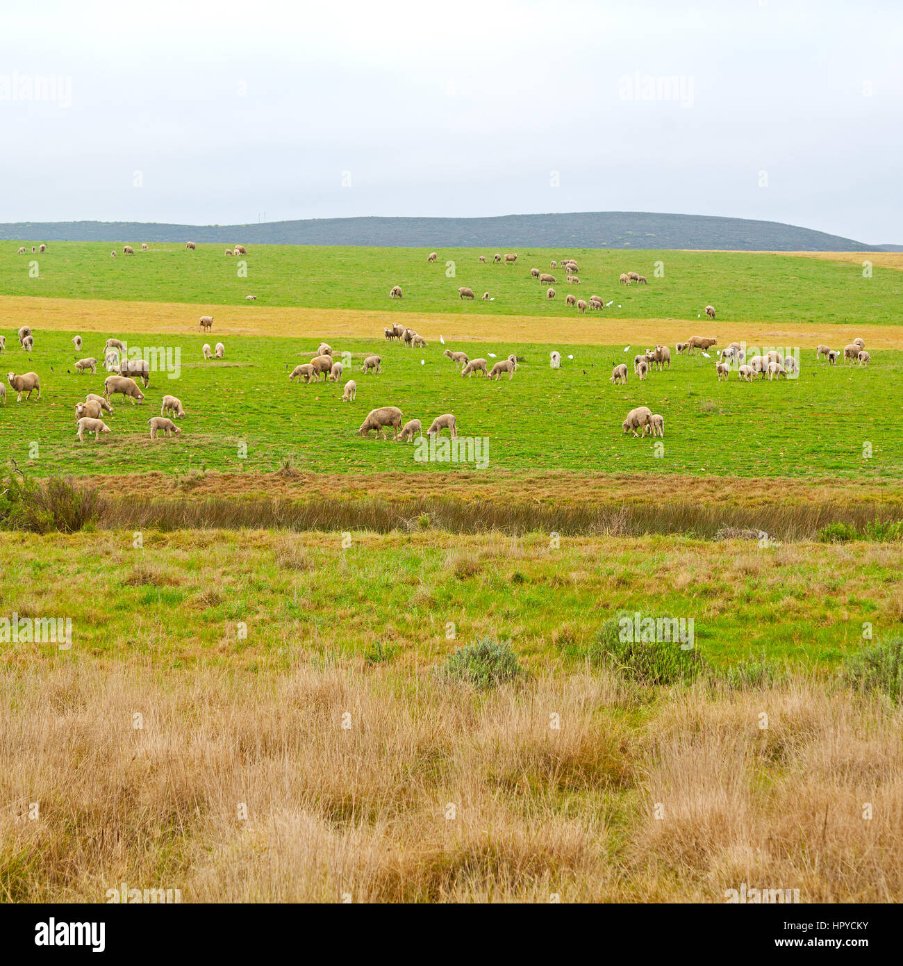 blur in south africa plant land bush and sheep near the hill Stock ...