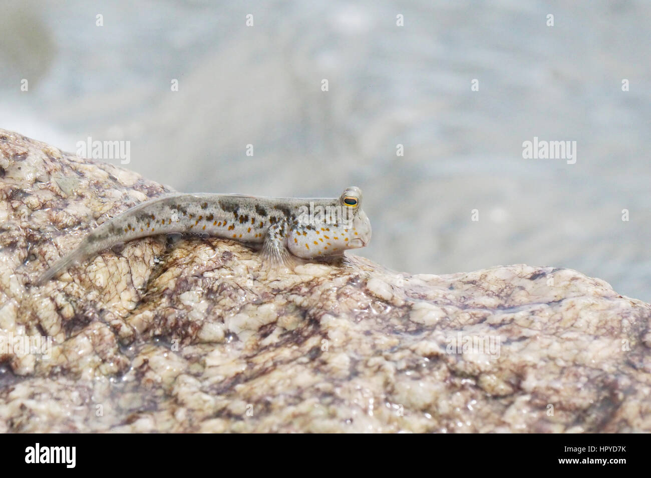 Portrait of Gold Spotted Mud Skipper Stock Photo - Alamy