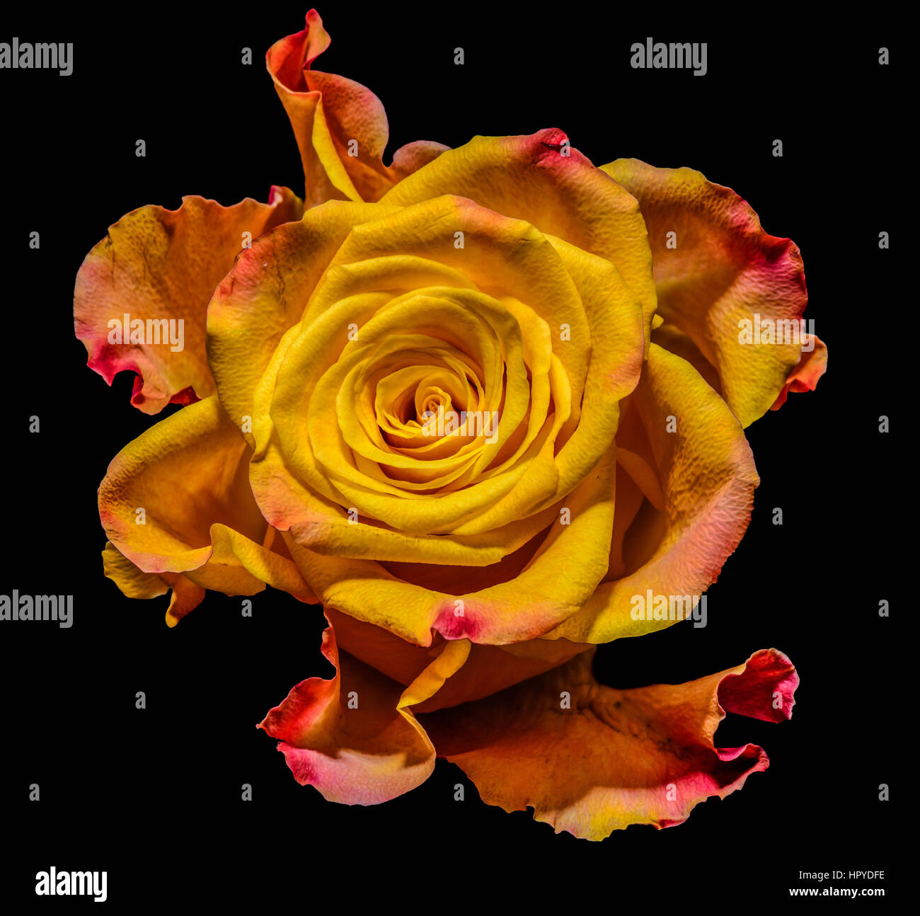 isolated unusual yellow red orange rose blossom on black background ...