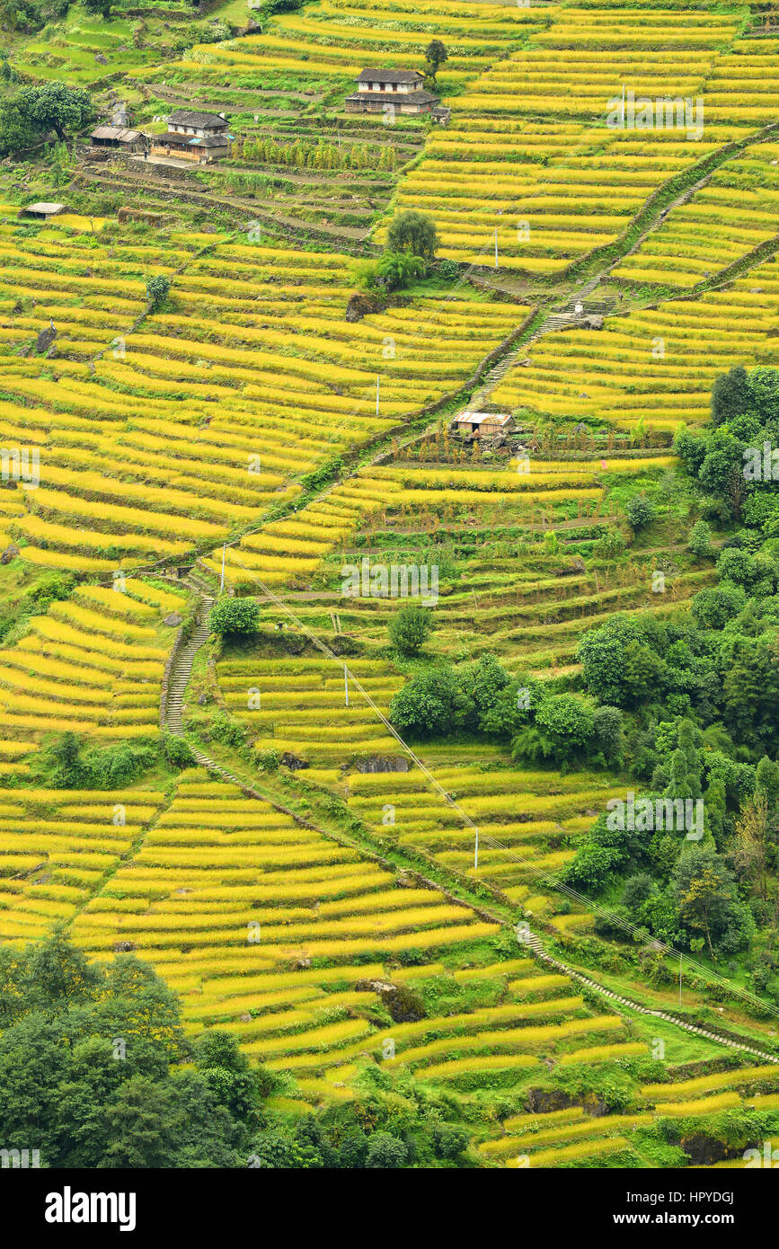 Rice field in nepal hi-res stock photography and images - Alamy
