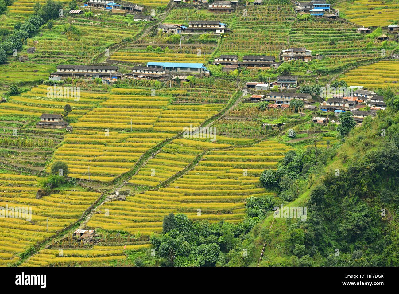 Terrace rice fields in Nepal Stock Photo - Alamy