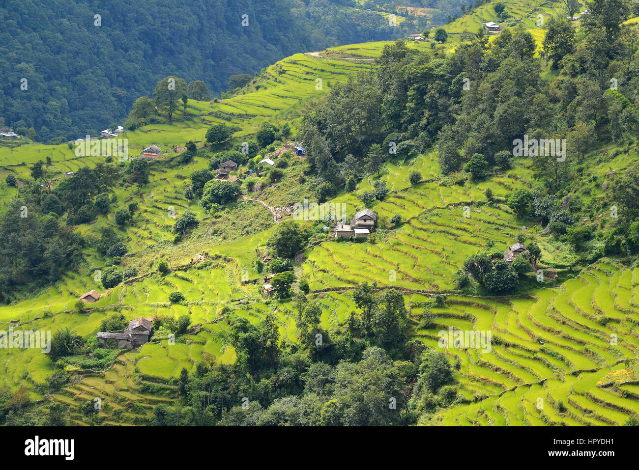 Terrace farming in nepal hi-res stock photography and images - Alamy