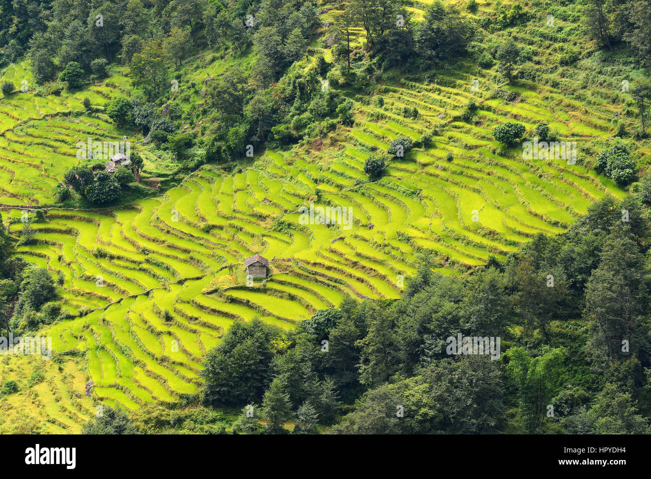 Terrace rice fields in Nepal Stock Photo - Alamy