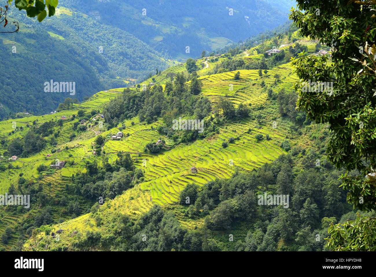 Terrace rice fields in Nepal Stock Photo - Alamy