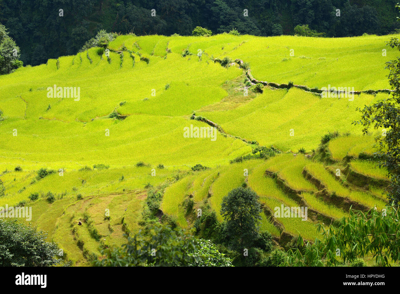 Terrace rice fields in Nepal Stock Photo - Alamy