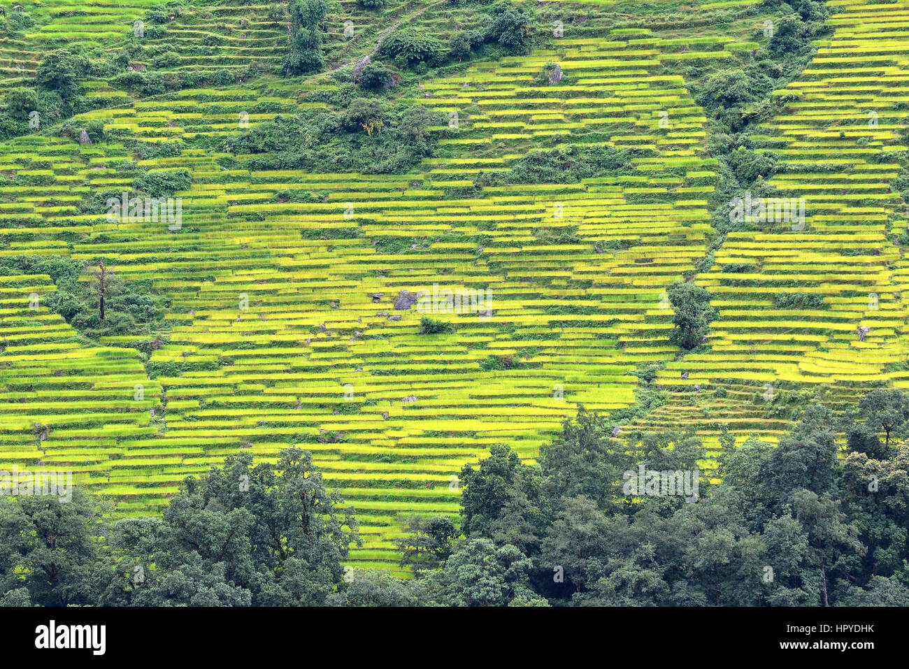 Terrace rice fields in Nepal Stock Photo - Alamy