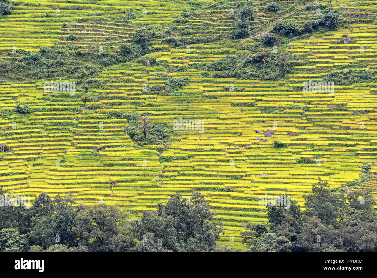 Terrace rice fields in Nepal Stock Photo - Alamy
