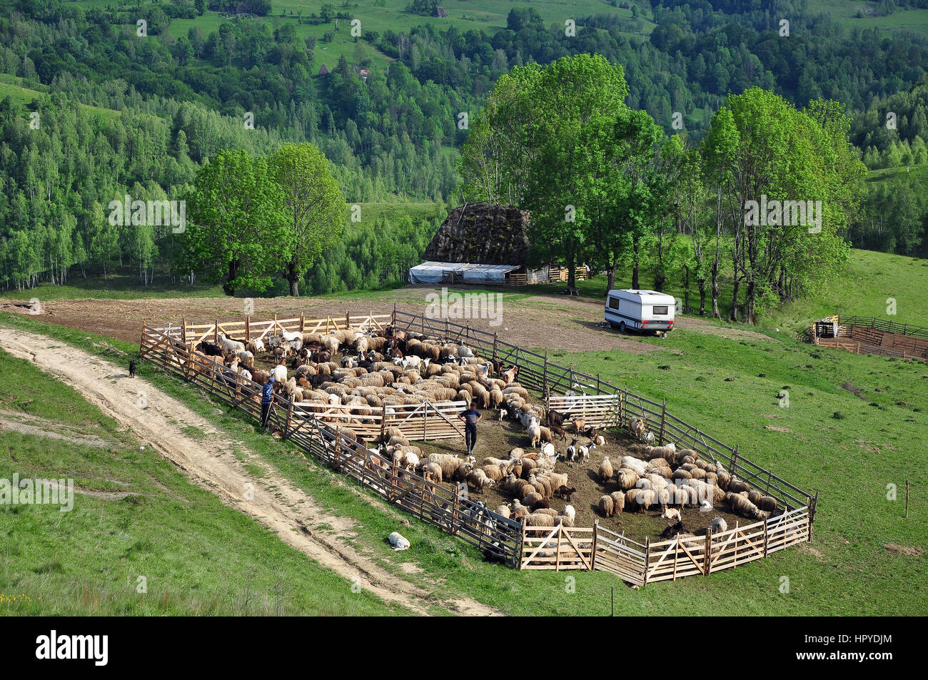 Sheeps transhumance hi-res stock photography and images - Alamy