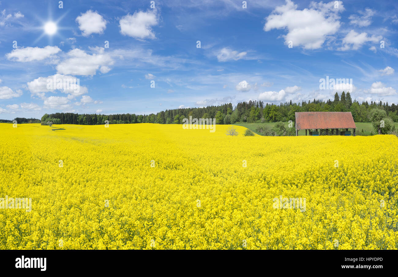 Large blooming rapeseed field Stock Photo - Alamy