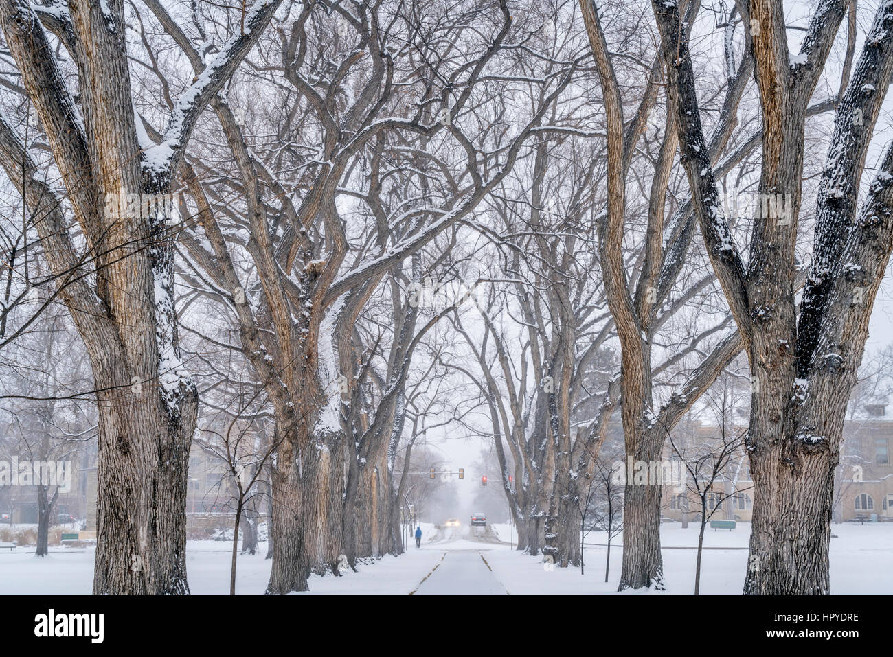 Elm trees in winter hi-res stock photography and images - Alamy