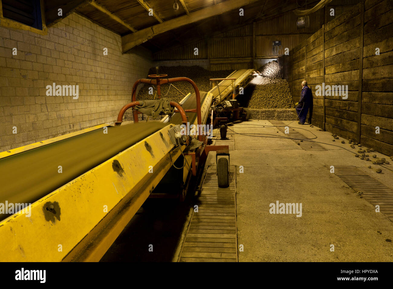 Farmer operating a potato elevator to load potatoes into a store Stock ...