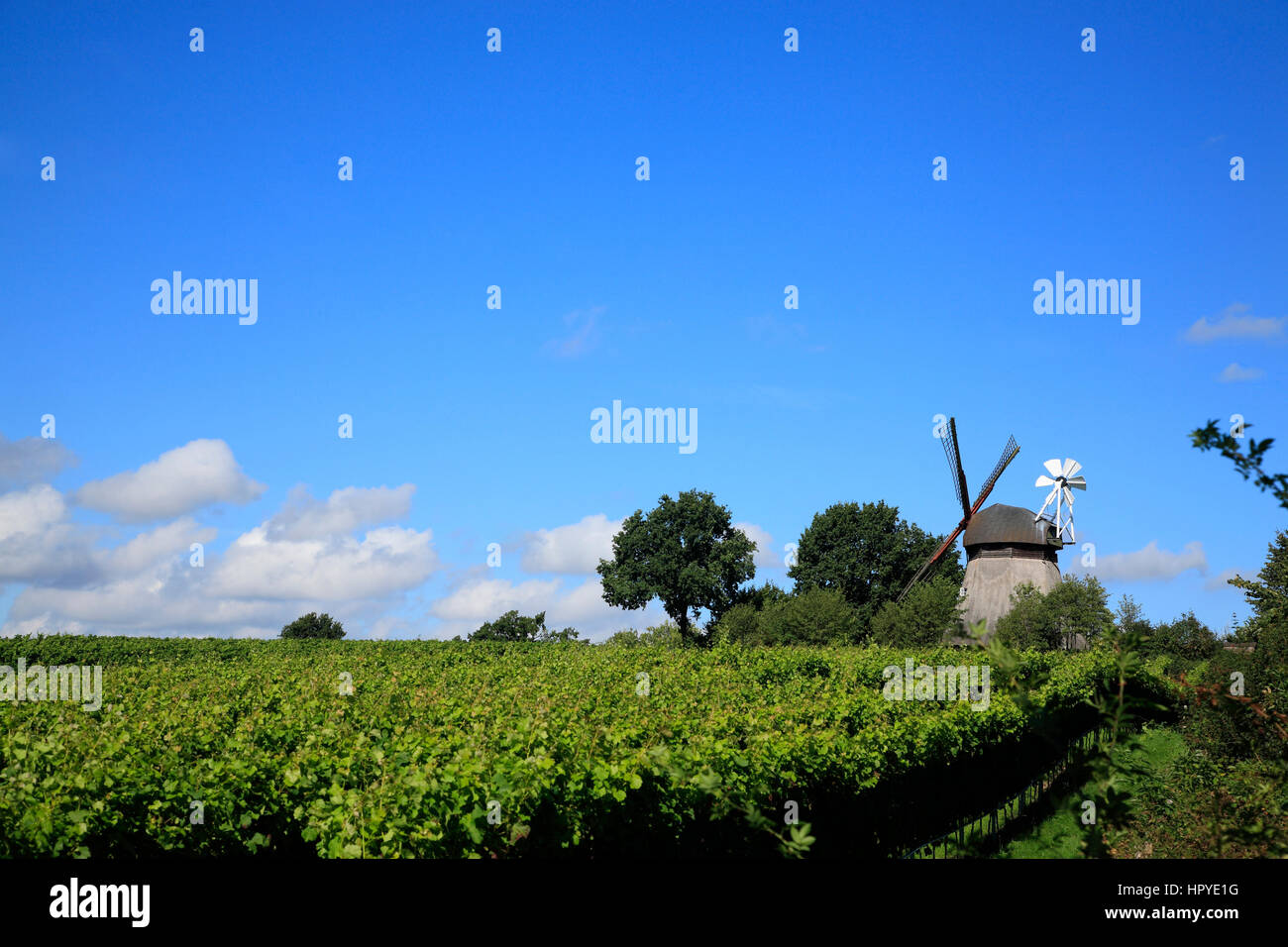 Grebin near Plön, vineyard with Windmill and Cafe, Holsteinische ...