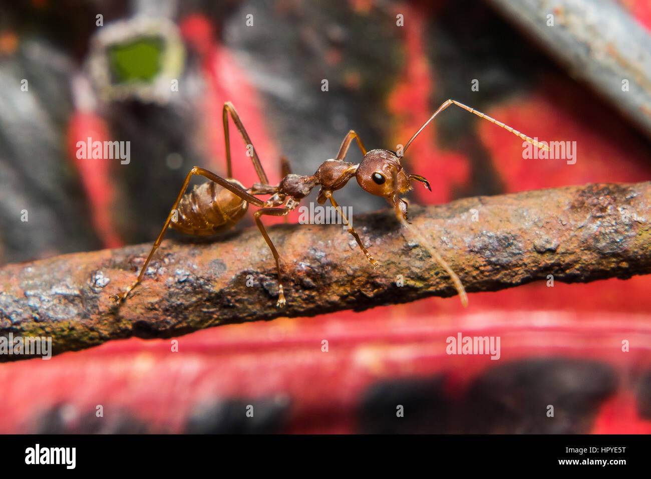 Alone weaver ants Stock Photo - Alamy