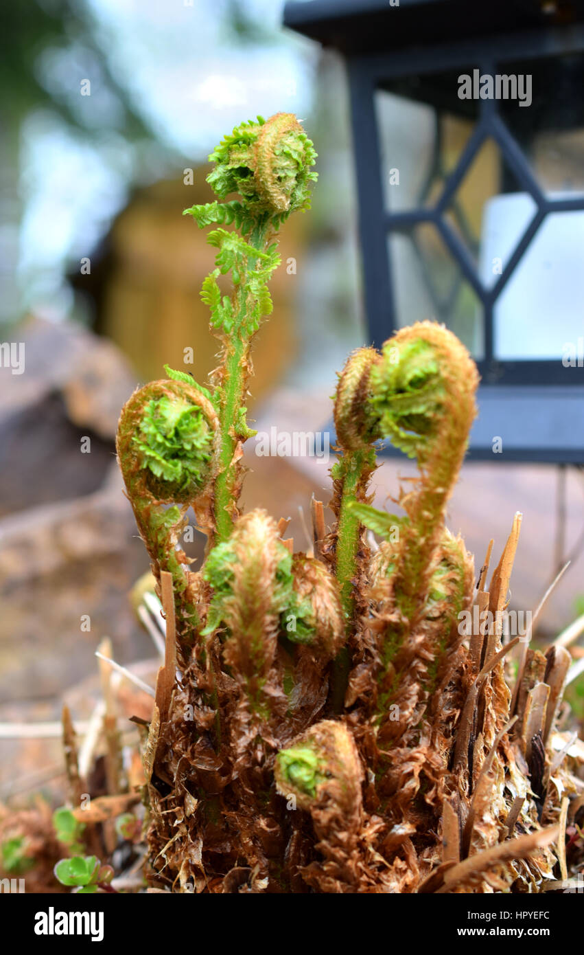 Uncoiling fronds hi-res stock photography and images - Alamy