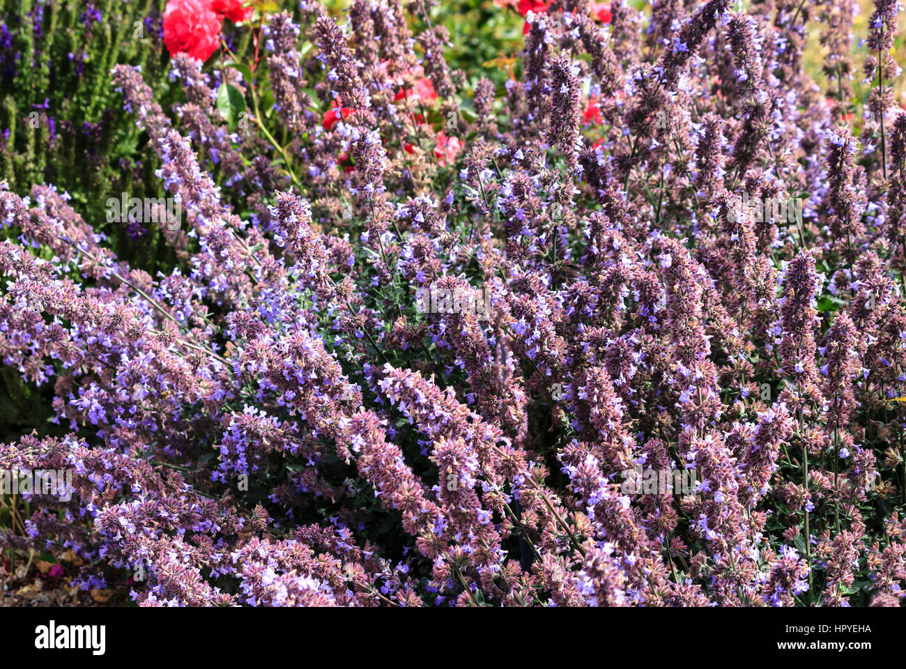Blue flowering catnip (Nepeta faassenii) also known as catmint Stock ...