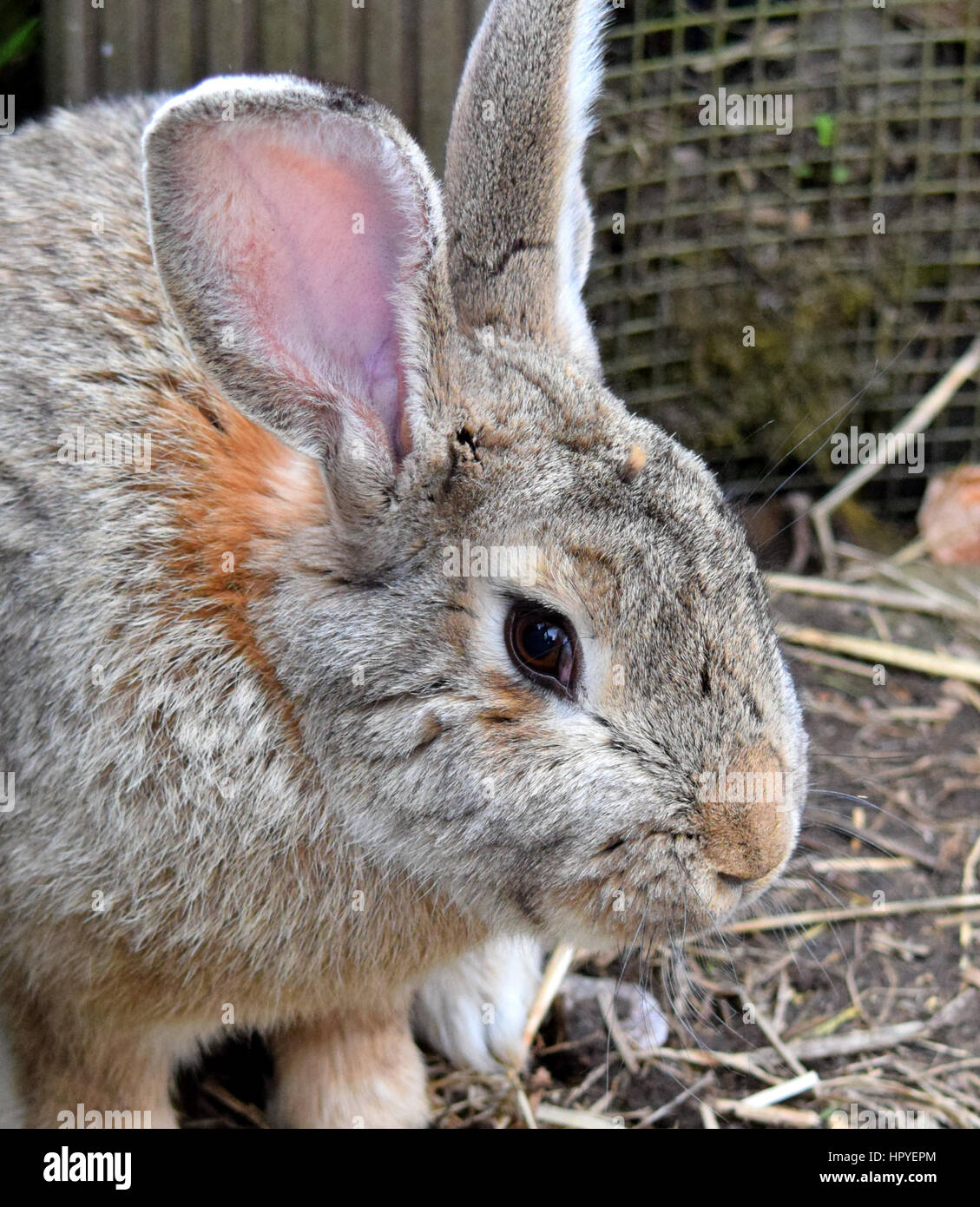 Animal face to face hi-res stock photography and images - Alamy