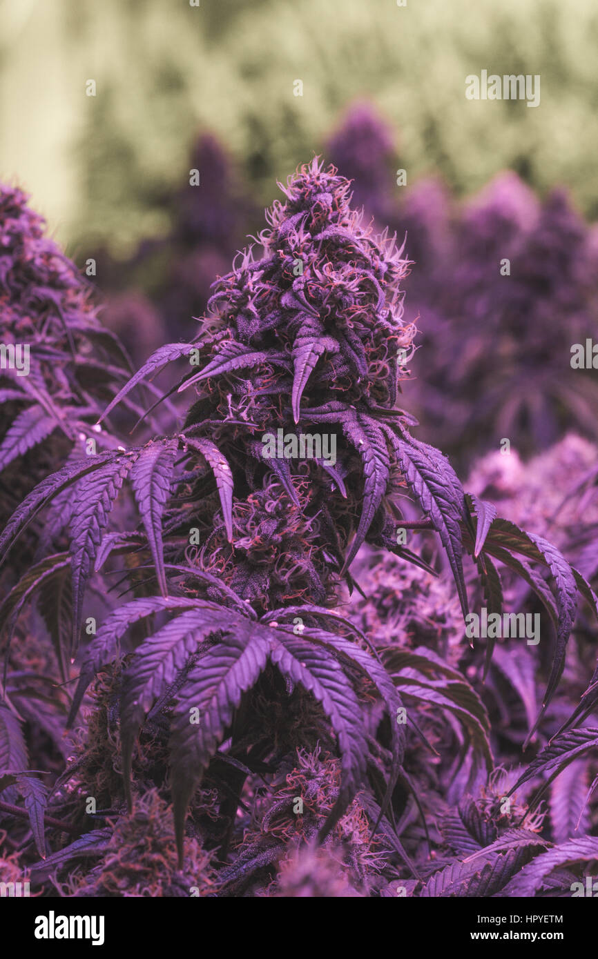 Purple Marijuana Plant High Resolution Stock Photography and Images - Alamy