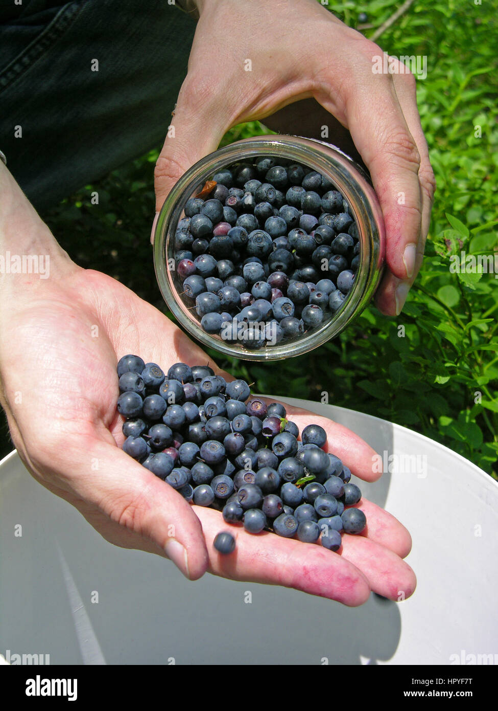 Gathering the blueberries Stock Photo - Alamy