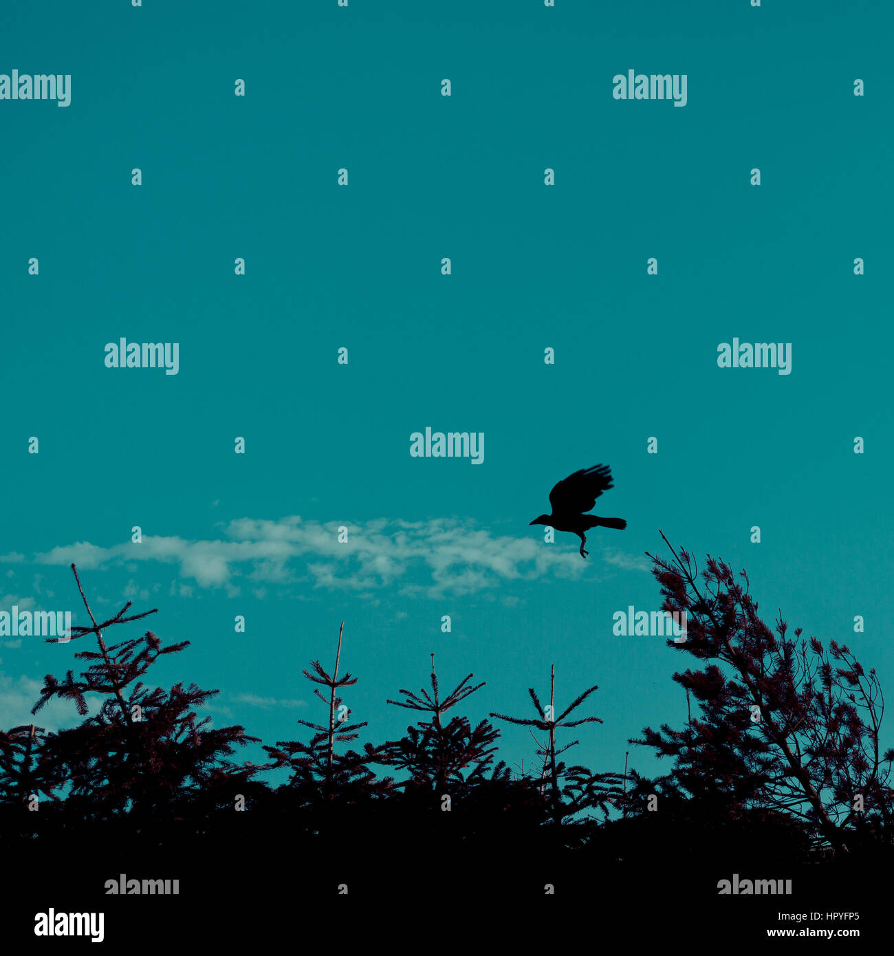 Wind dead bird hi-res stock photography and images - Alamy