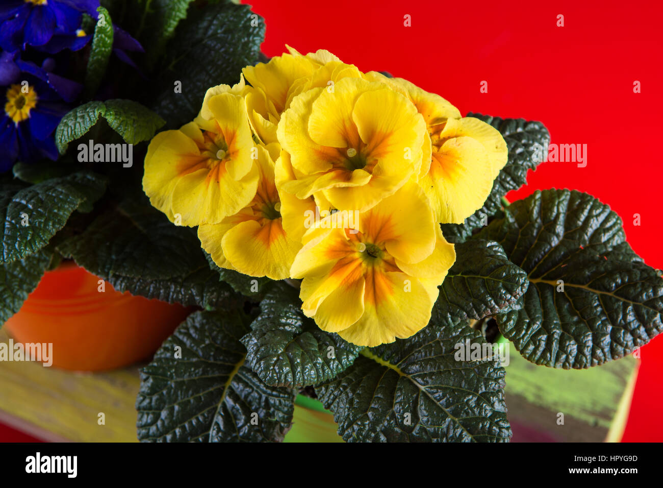 Polyanthus Pots High Resolution Stock Photography and Images - Alamy