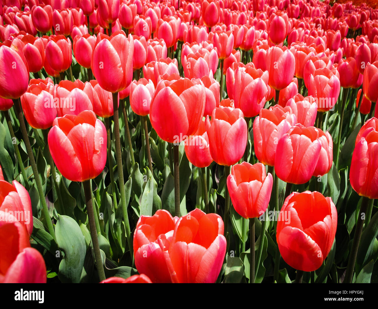 Tulips in bloom in Istanbul, Turkey Stock Photo - Alamy