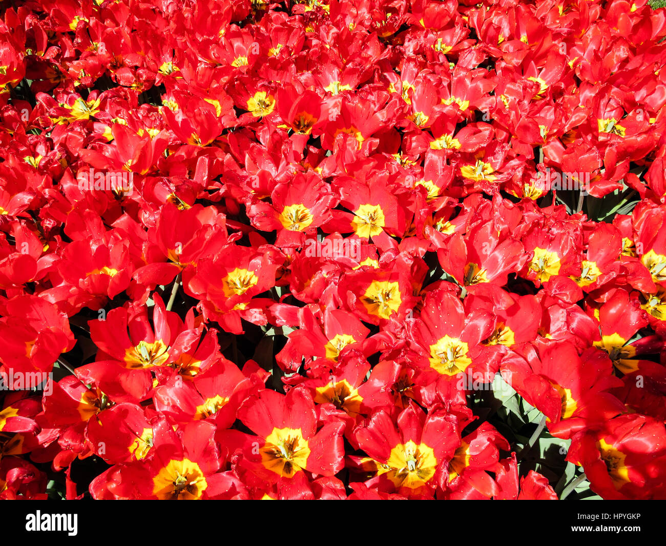 Tulips in bloom in Istanbul, Turkey Stock Photo - Alamy