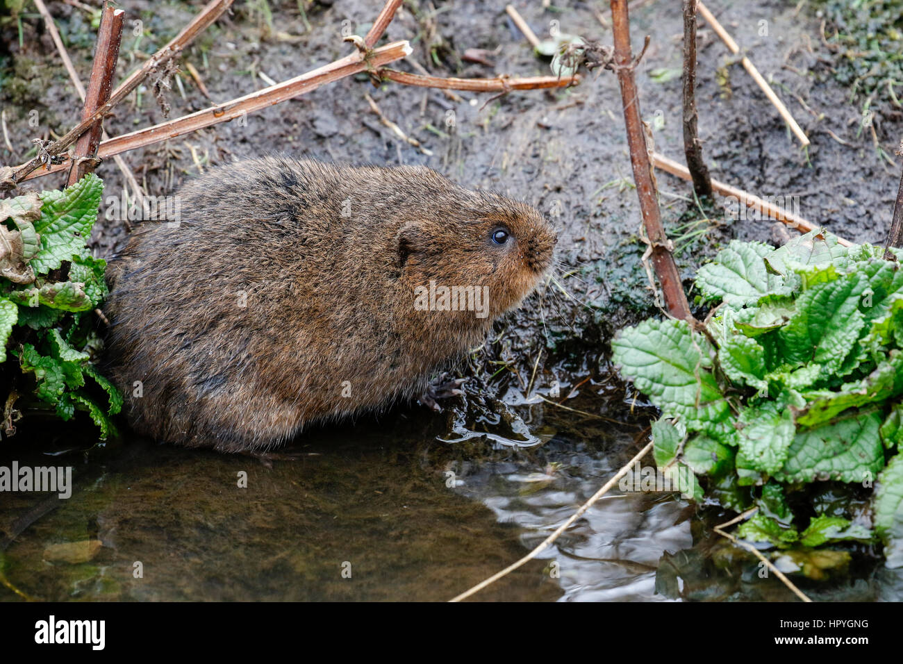 Water Vole (Arvicola amphibious Stock Photo - Alamy