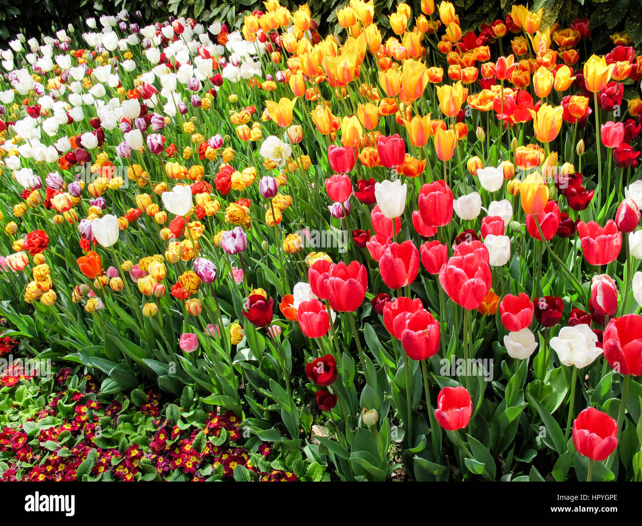 Tulips in bloom in Istanbul, Turkey Stock Photo - Alamy