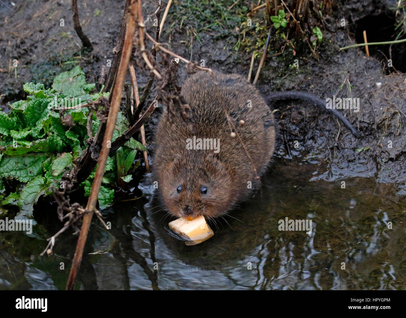 Water Vole (Arvicola amphibious Stock Photo - Alamy
