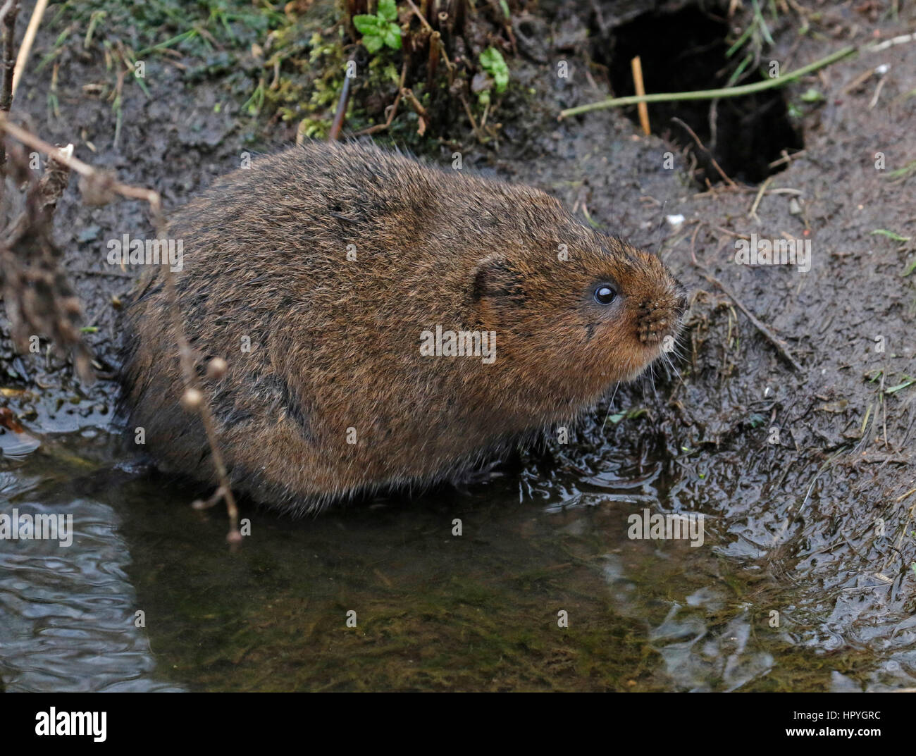 The water rat hi-res stock photography and images - Alamy
