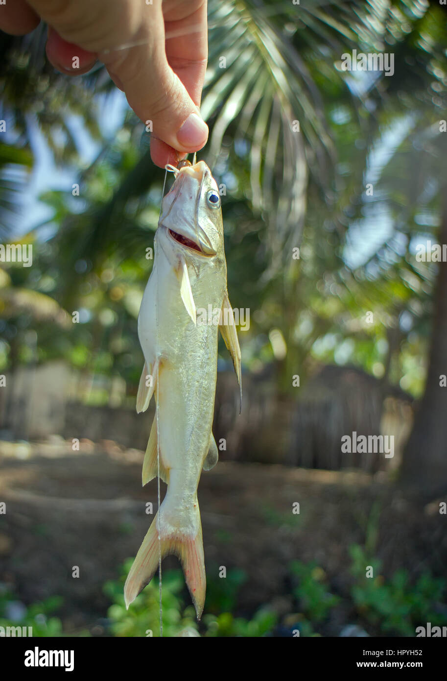 Fishing in india parvati fish hi-res stock photography and images - Alamy