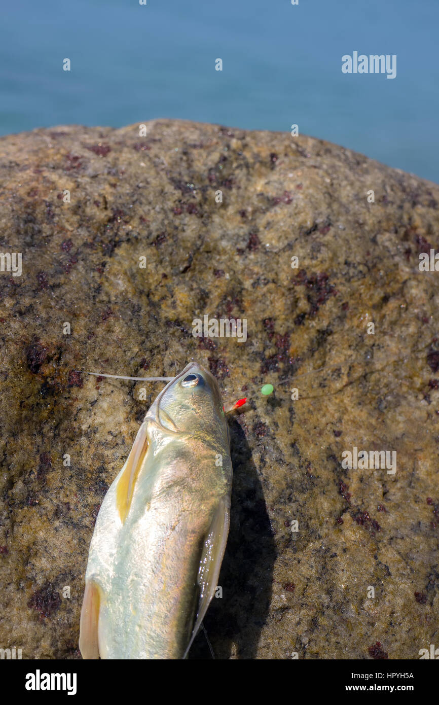 Fishing in India 2. Parvati fish caught in surf among the rocks. Kerala ...
