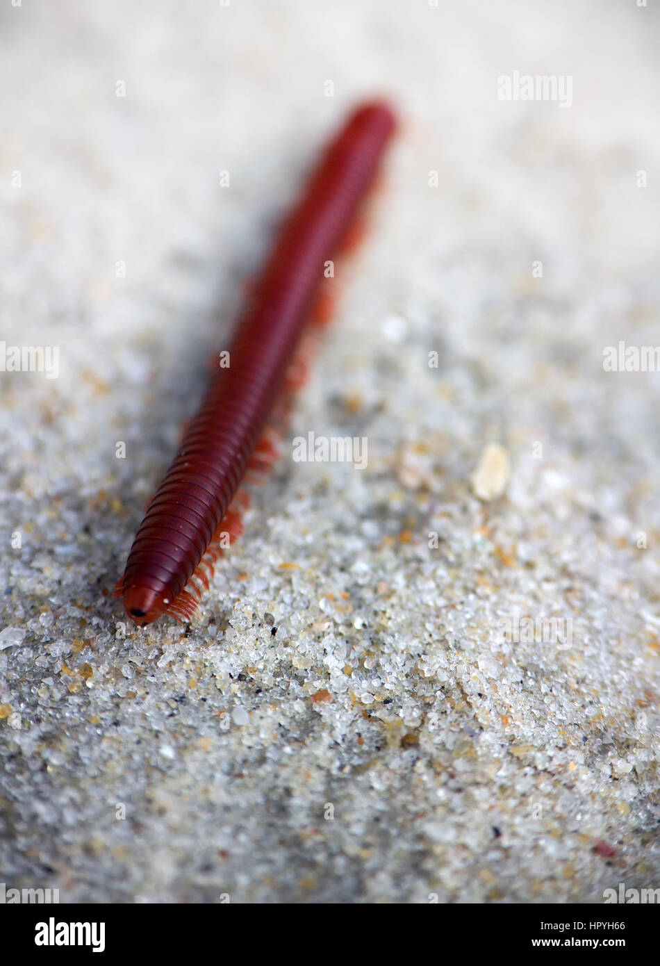 Biophysics. High-speed trains and flow of body. Centipede is rapidly ...