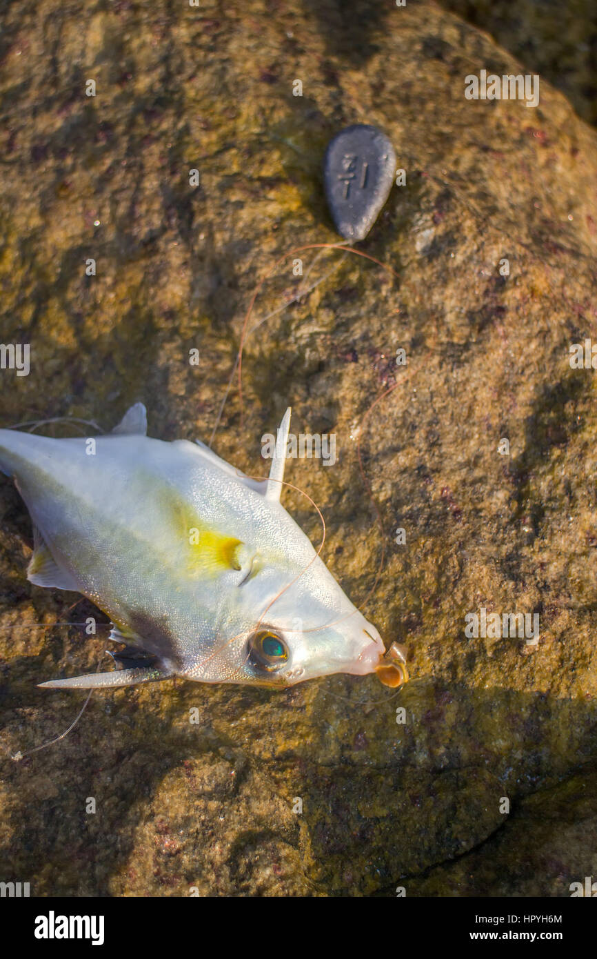 Fishing in India. This triggerfish caught on clam meat, picked up on ...