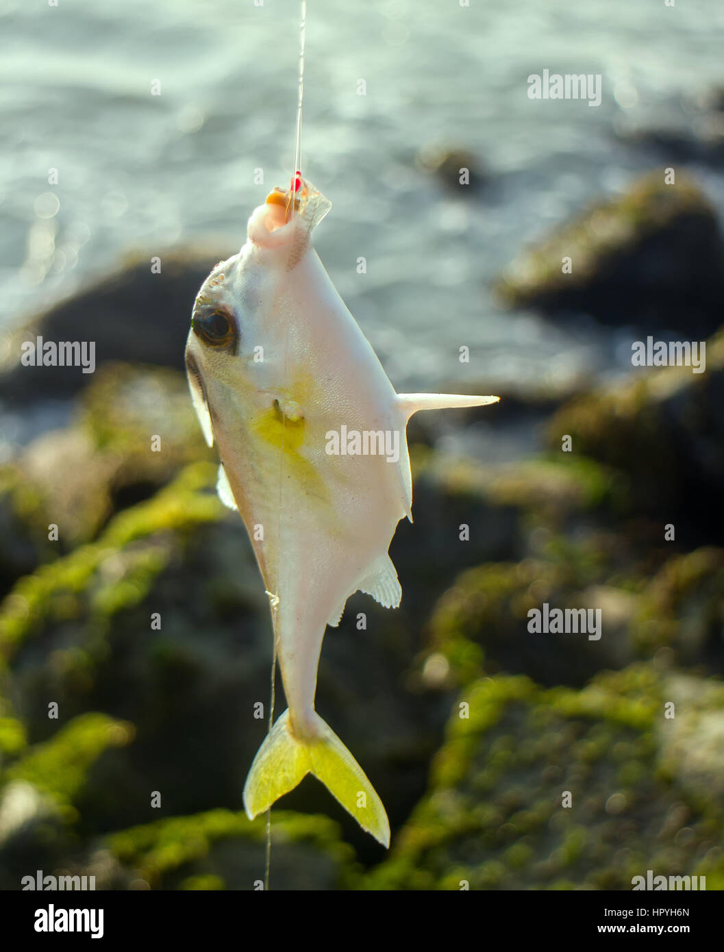Fishing in India. This triggerfish caught on clam meat, picked up on ...