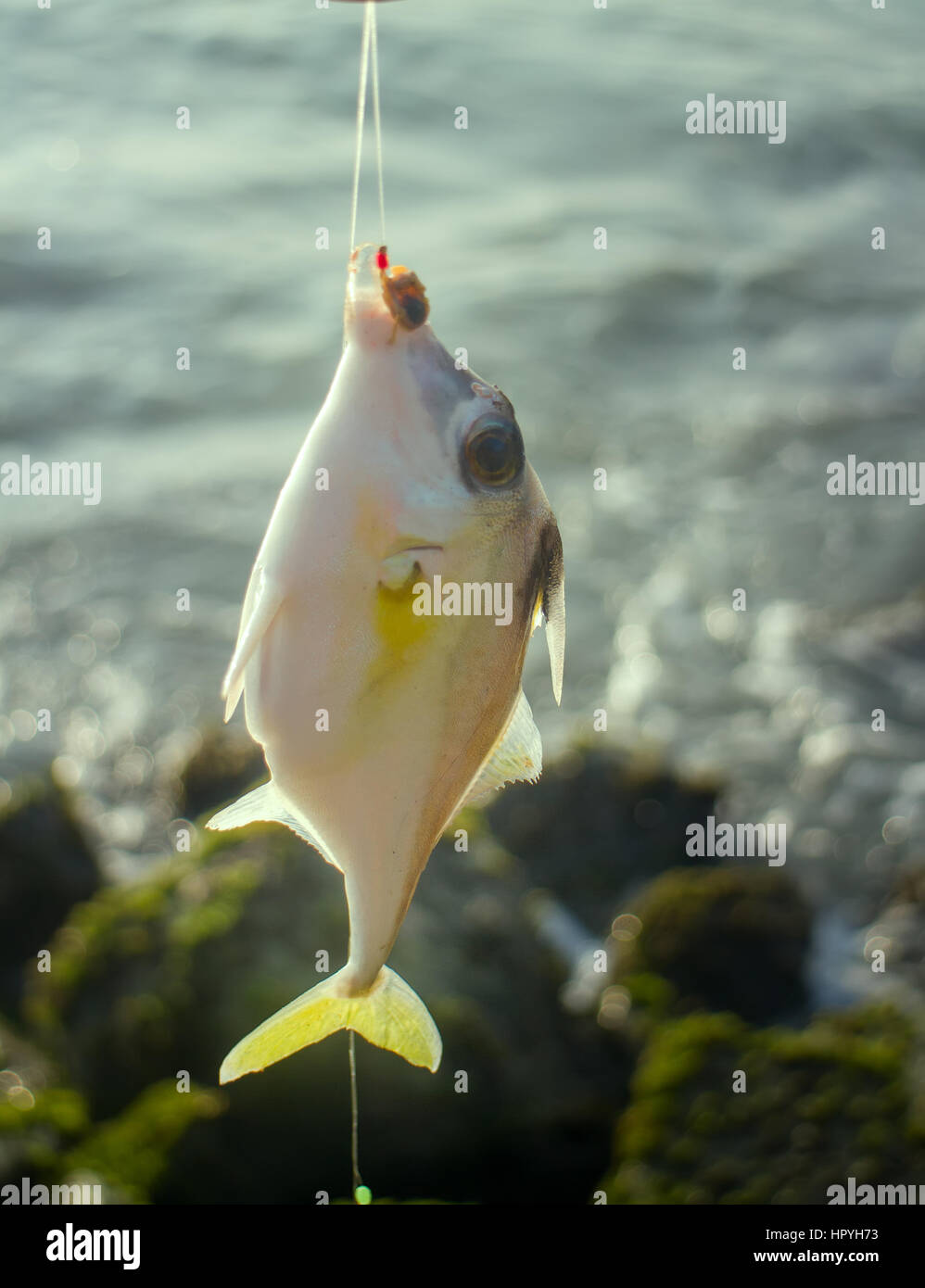 Fishing in India. This triggerfish caught on clam meat, picked up on ...