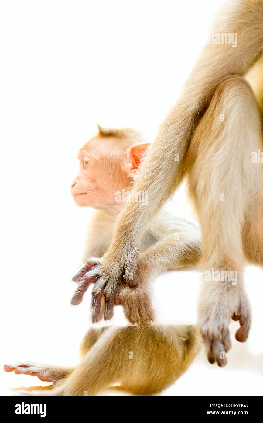 Indian macaques, rhesus monkey (Macaca mulatto). Parental care ...