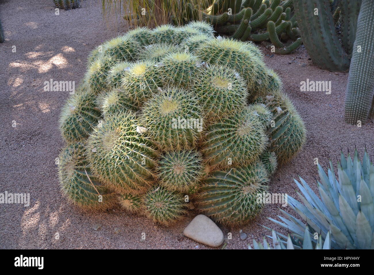 Flora in Jardin Majorelle in Marrakesh Stock Photo - Alamy