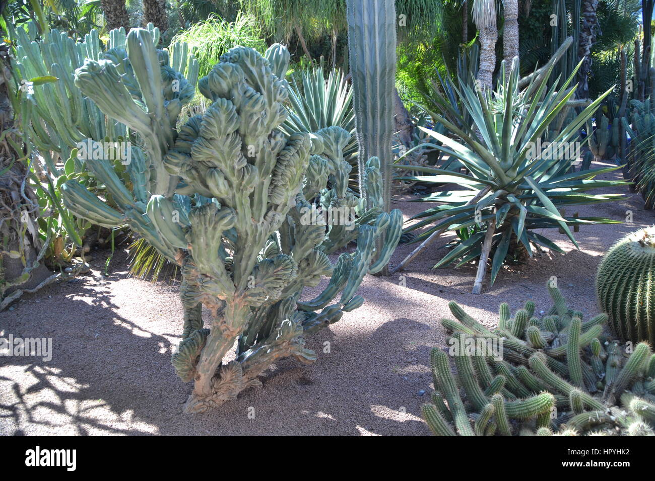 Flora in Jardin Majorelle in Marrakesh Stock Photo - Alamy