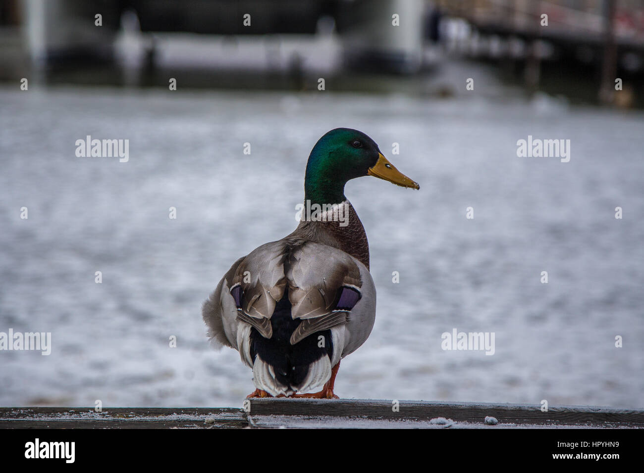 Drake on lake Stock Photo - Alamy