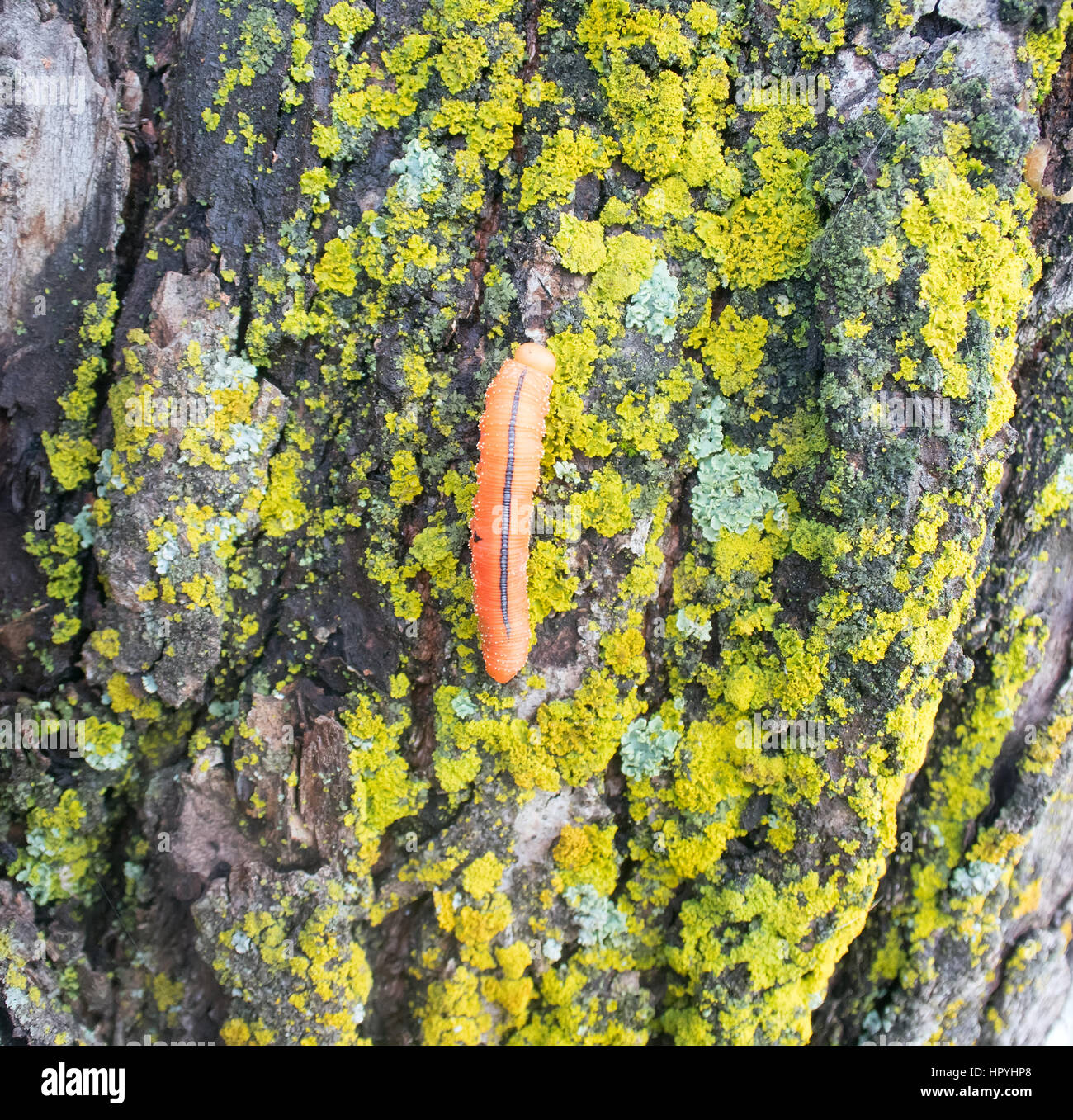 Catchy orange caterpillar (false larva) of poplar sawfly (Cimbex luteus ...