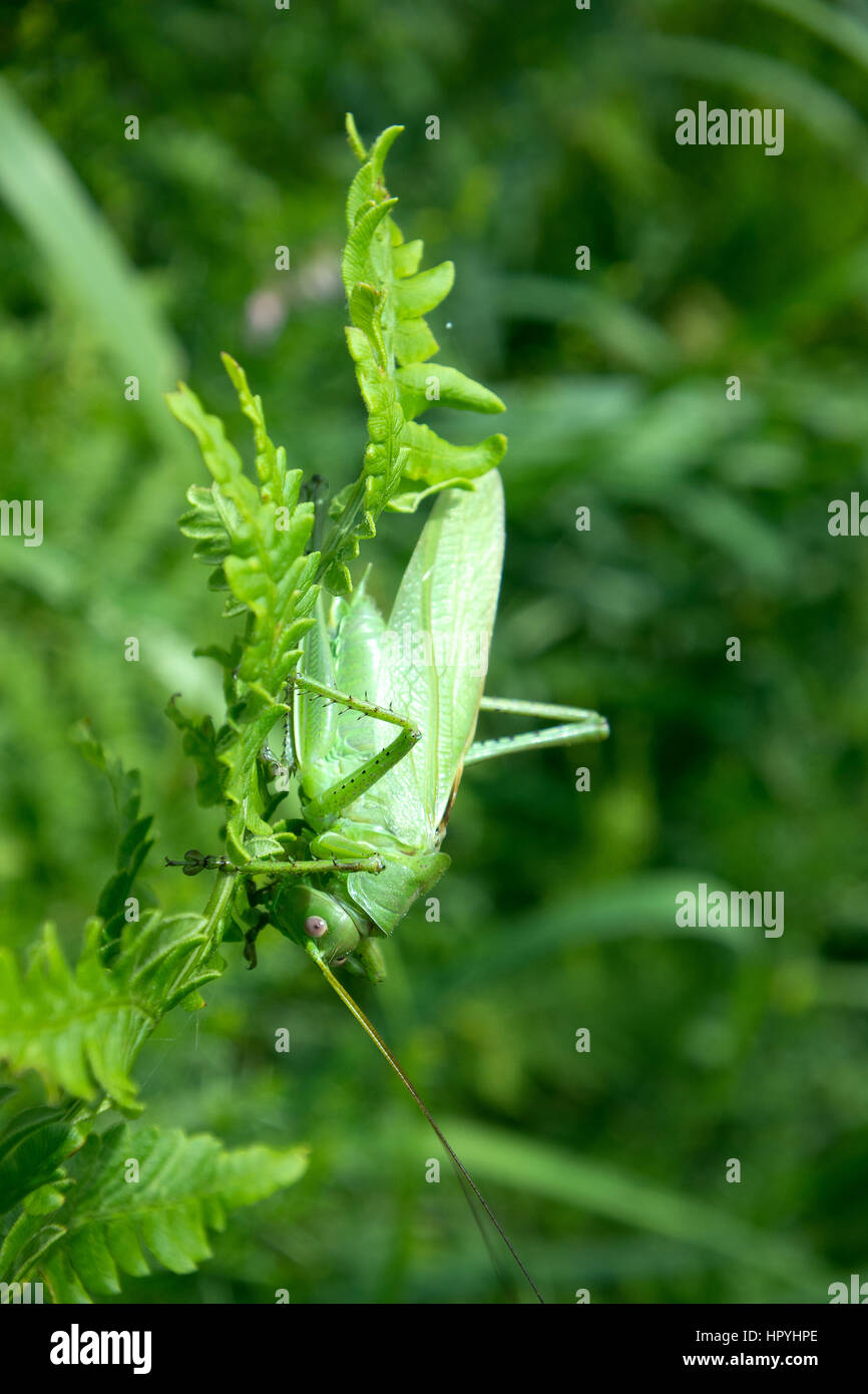 big Green Bush-Cricket (Tettigonia viridissima) in nature. grasshopper ...