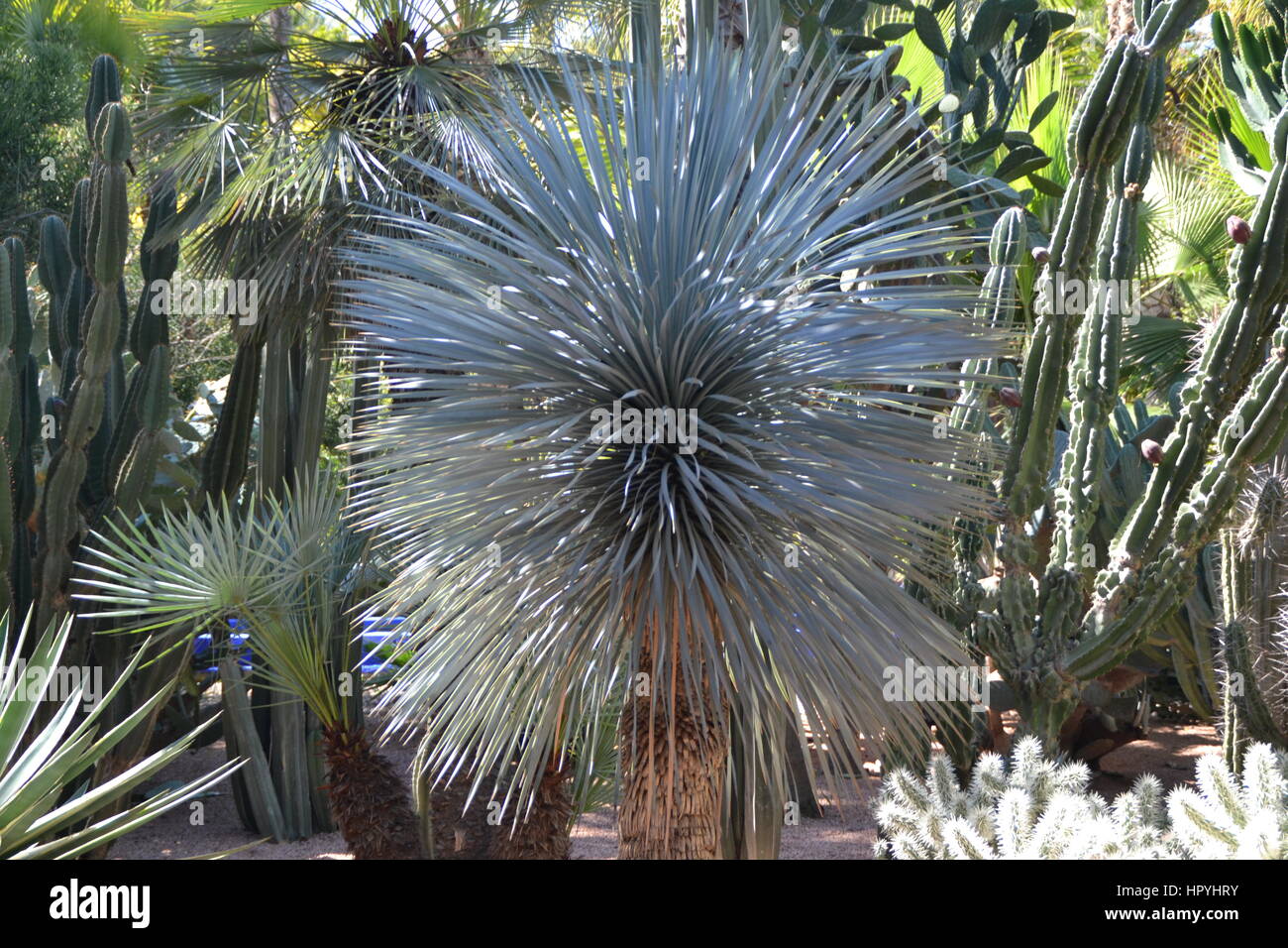 Flora in Jardin Majorelle in Marrakesh Stock Photo - Alamy