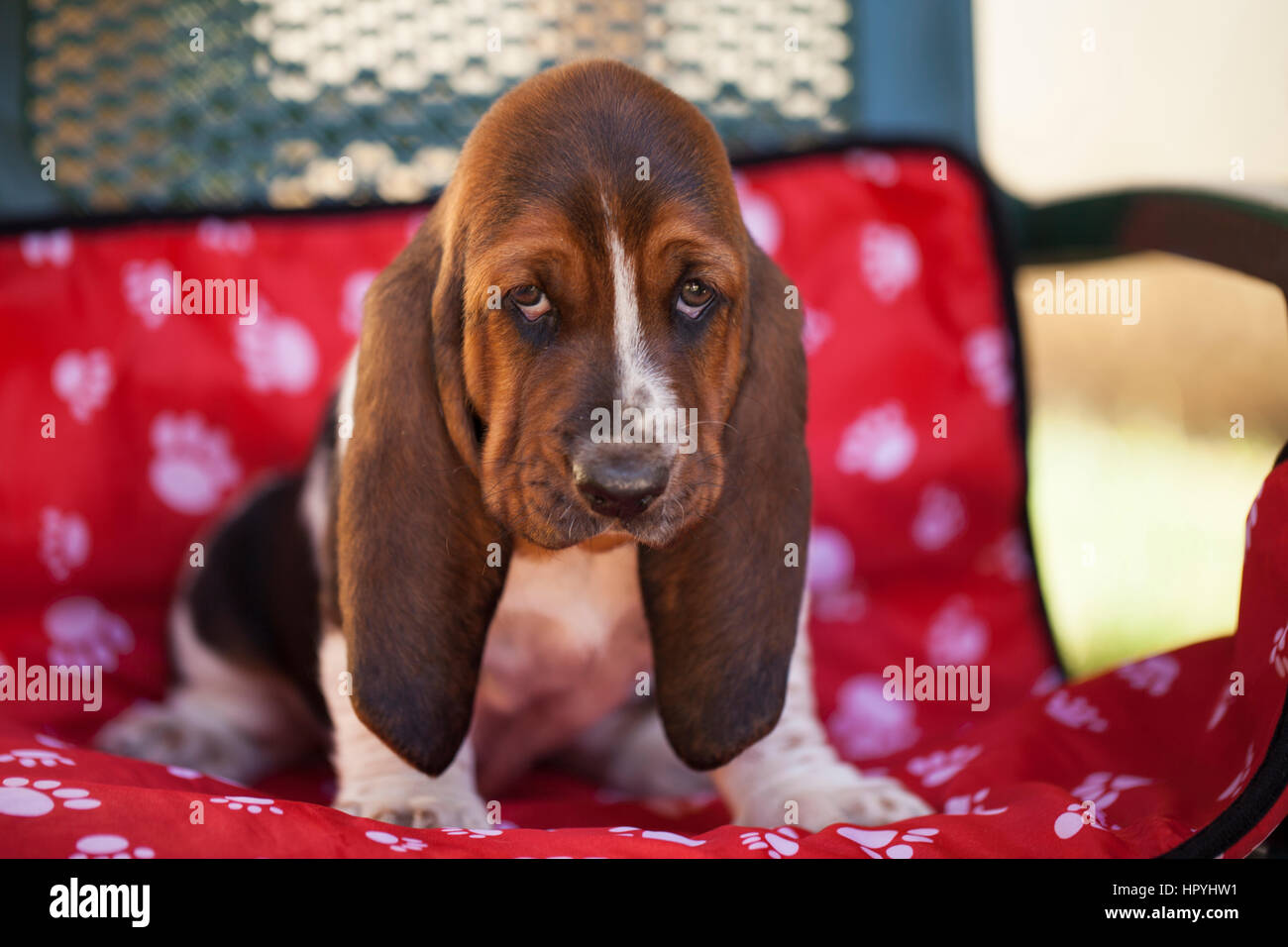 Dog Basset hound, Selective focus and small depth of field Stock Photo ...