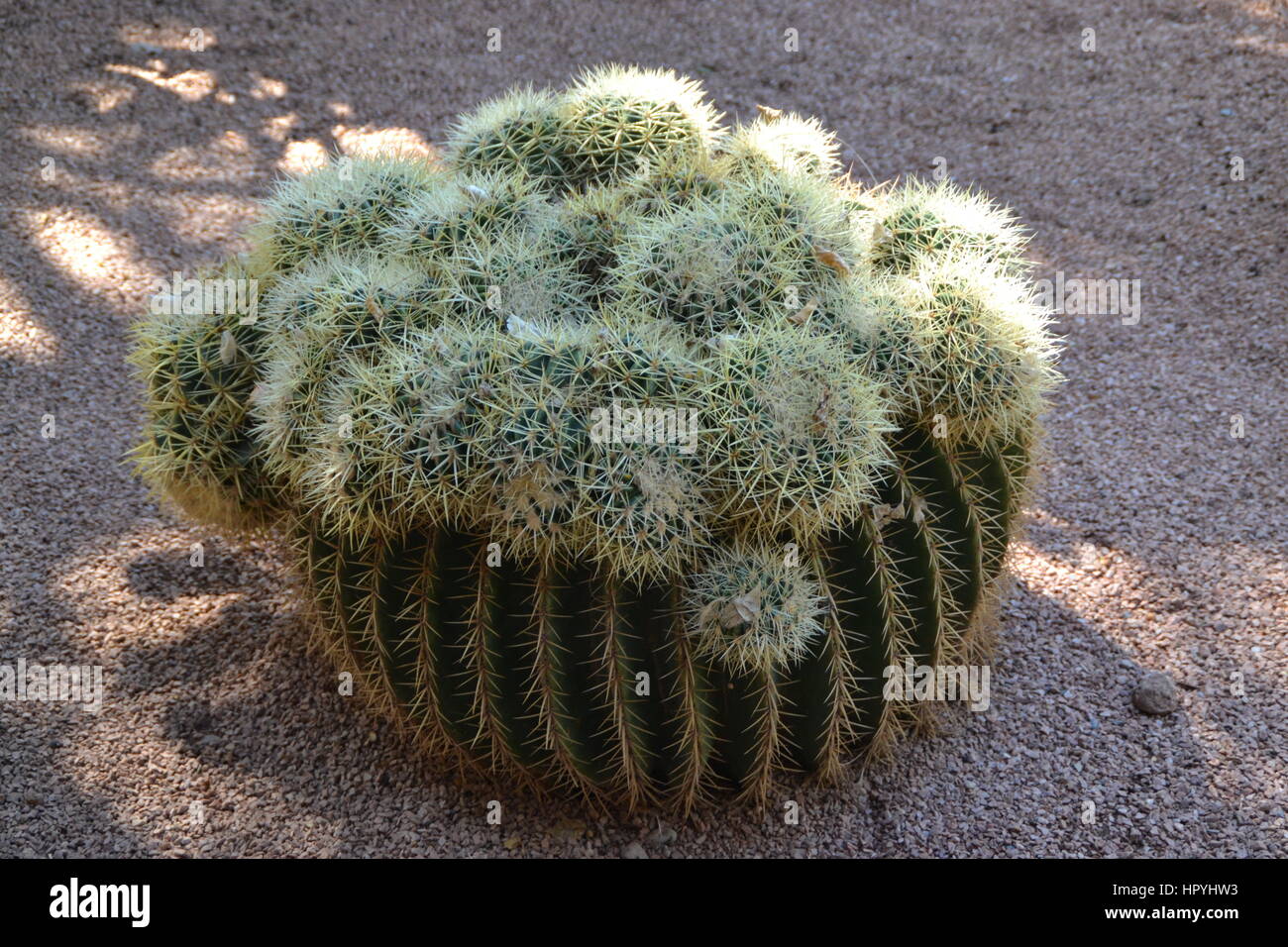Flora in Jardin Majorelle in Marrakesh Stock Photo - Alamy